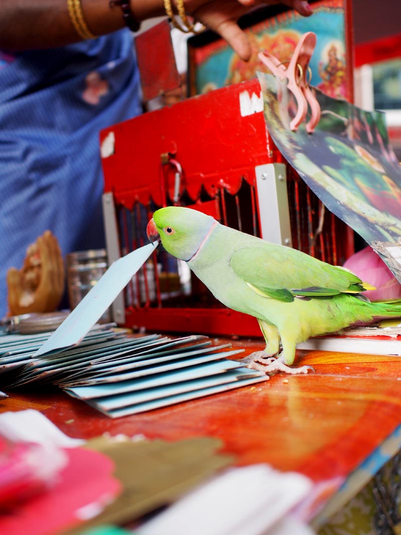 Kizhi Josiyam or Parrot Astrology in Madurai - Book Session Now!